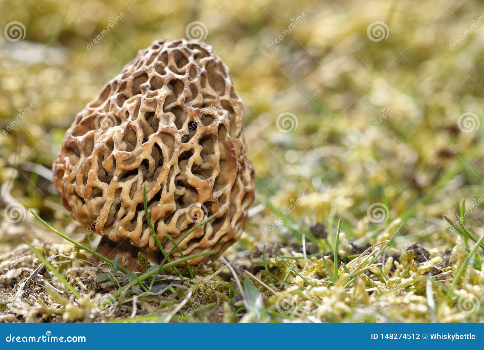 Hongo de la morilla foto de archivo. Imagen de salvaje - 148274512