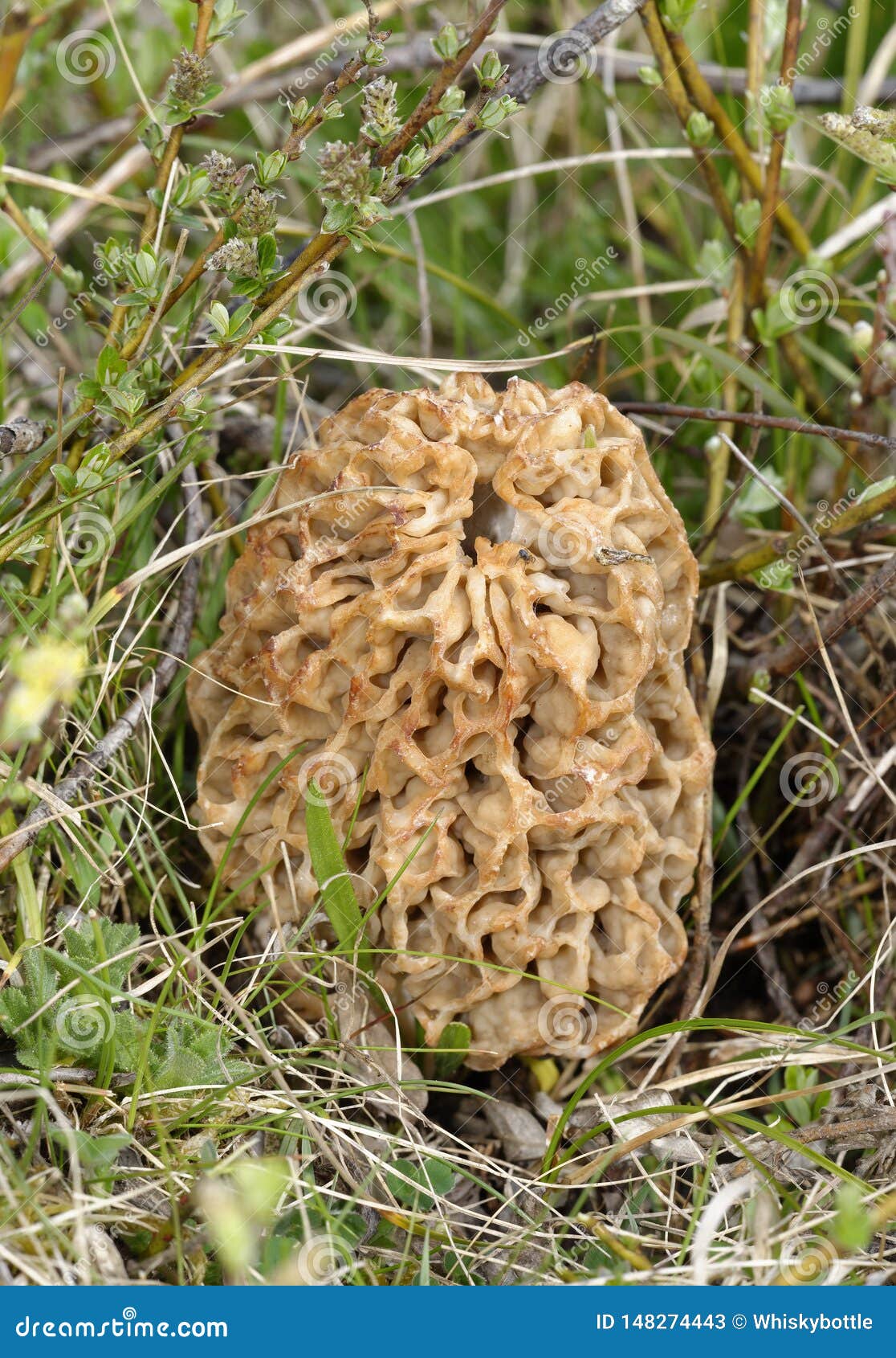 Hongo de la morilla imagen de archivo. Imagen de hongo - 148274443