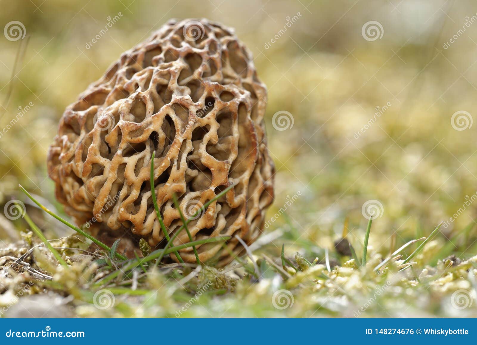 Hongo de la morilla foto de archivo. Imagen de comestible - 148274676