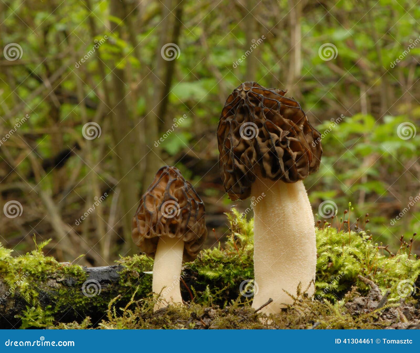 Hongo De La Morilla Negra (conica Del Morchella) Imagen de archivo ...