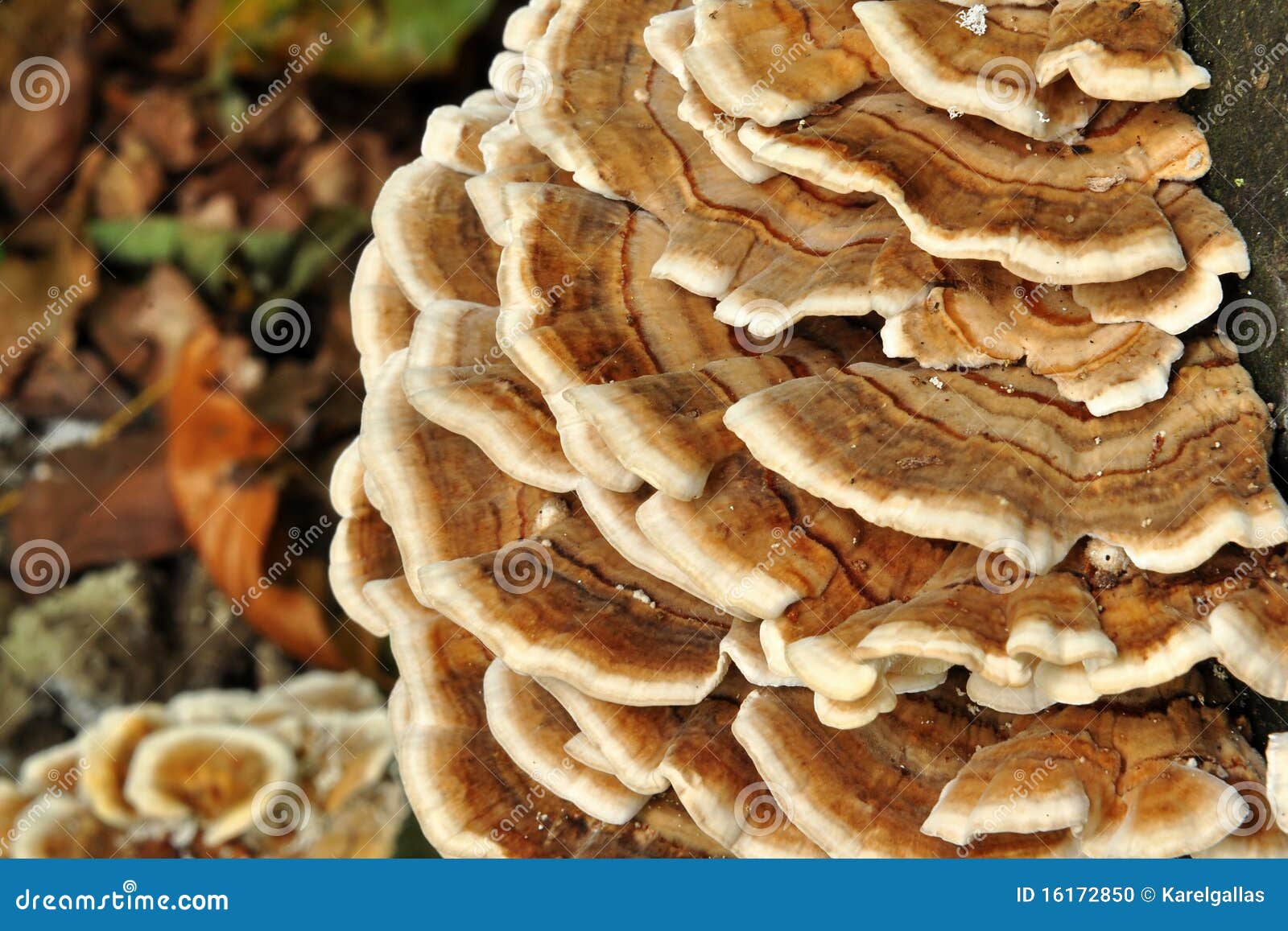 Hongo De La Putrefacción Seca Foto de archivo - Imagen de seta, seco ...