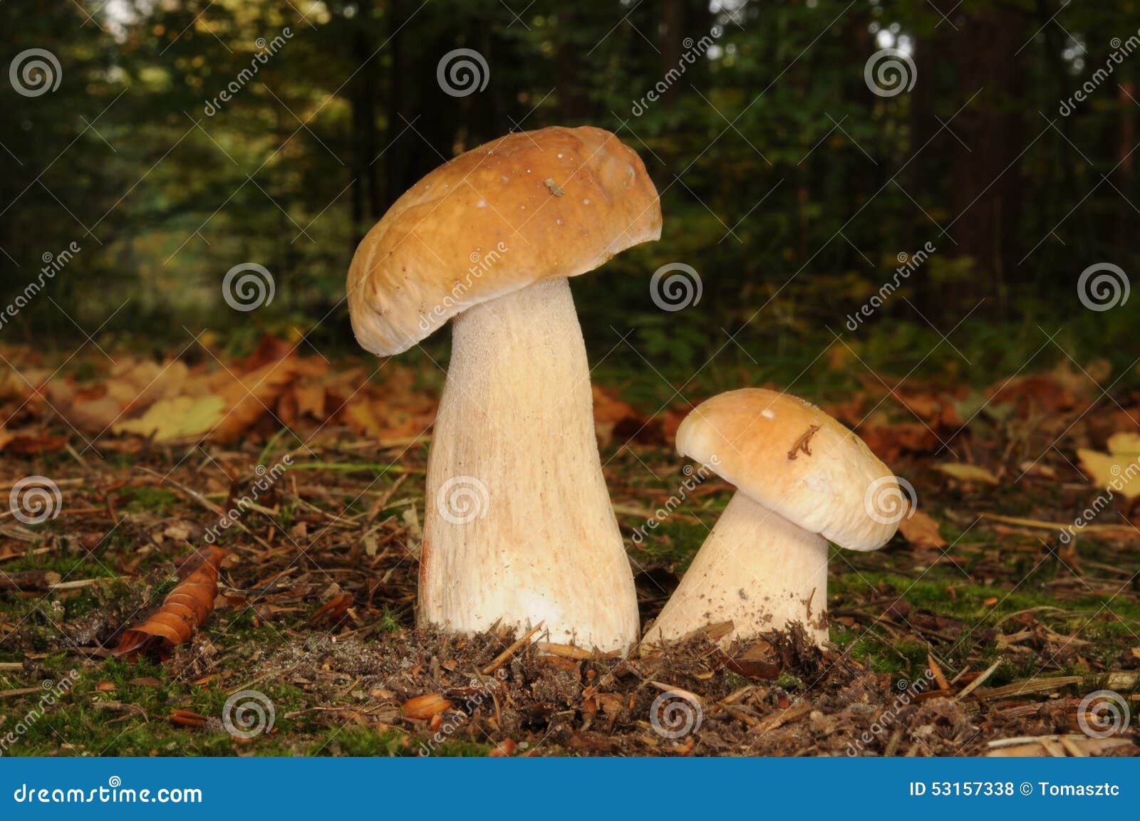 Hongo de la seta foto de archivo. Imagen de hongo, generalmente - 53157338