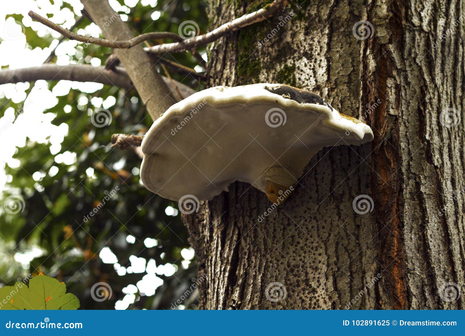 Hongo de la yesca imagen de archivo. Imagen de pila - 102891625