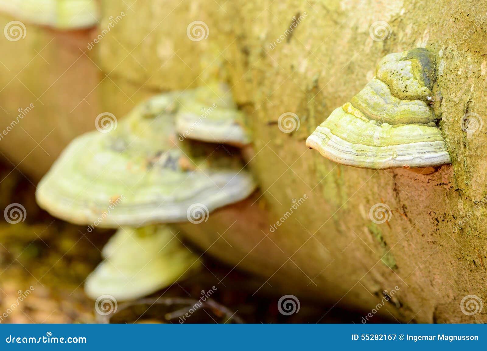 Hongo de la yesca imagen de archivo. Imagen de hongo - 55282167