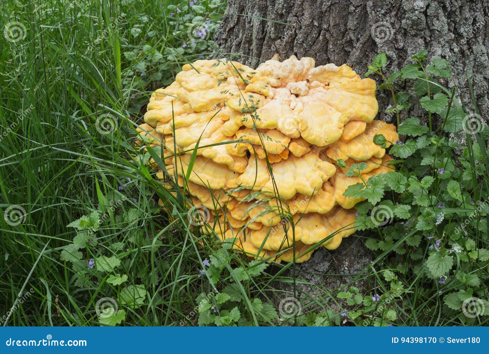 Hongo De La Yesca En Corteza Del Roble Foto de archivo - Imagen de ...