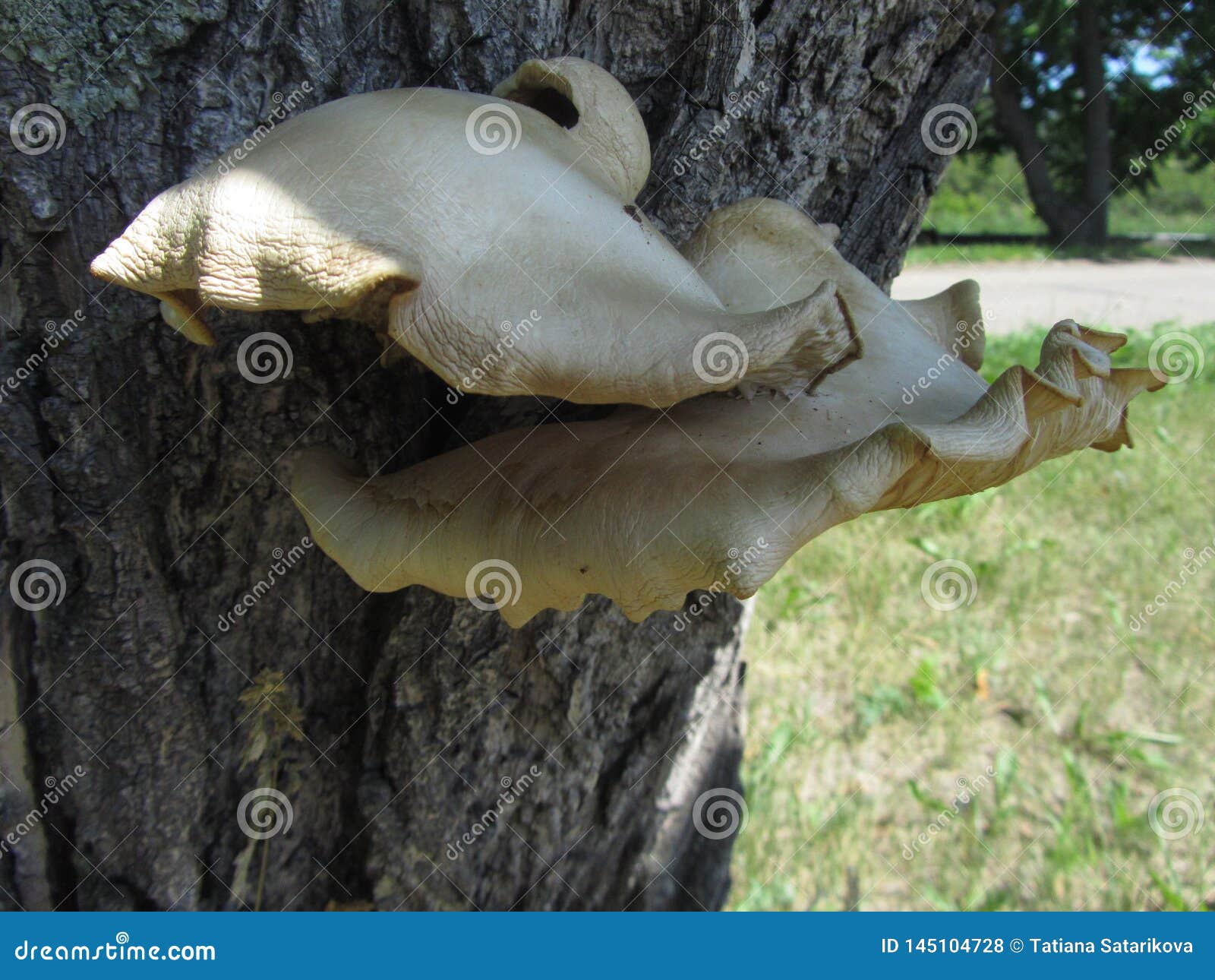 Hongo De La Yesca En Un Tronco De ?rbol Foto de archivo - Imagen de ...