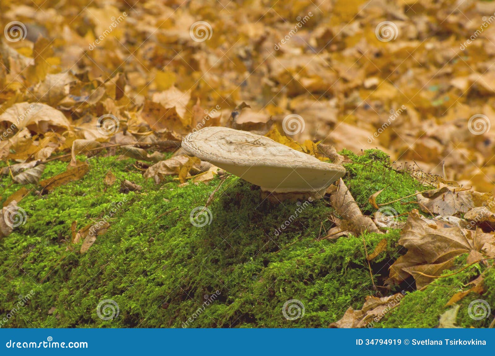Hongo De La Yesca (lipsiense De Ganoderma) Imagen de archivo - Imagen ...