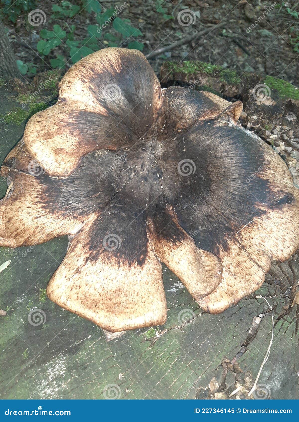 Hongo de madera grande imagen de archivo. Imagen de hongo - 227346145