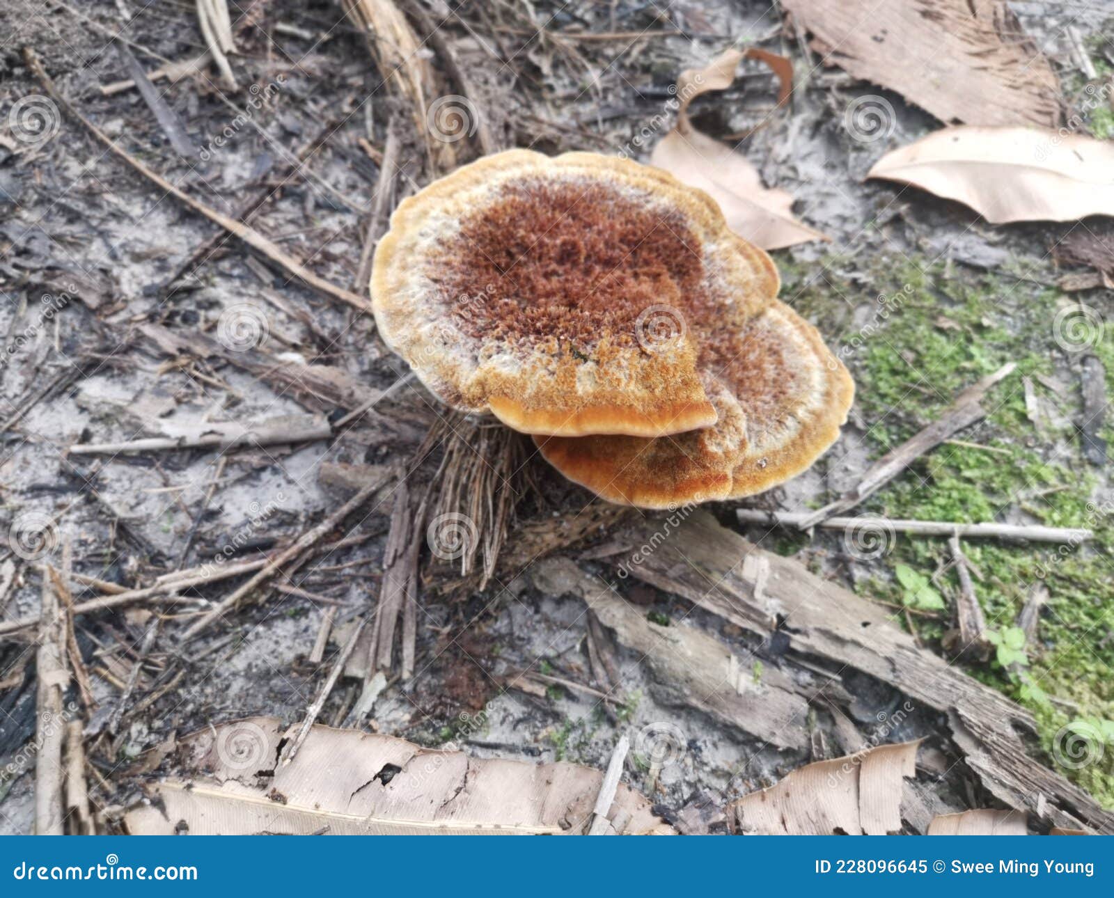 Hongo De Ojo De Tigres Marrones Redondos Imagen de archivo - Imagen de ...