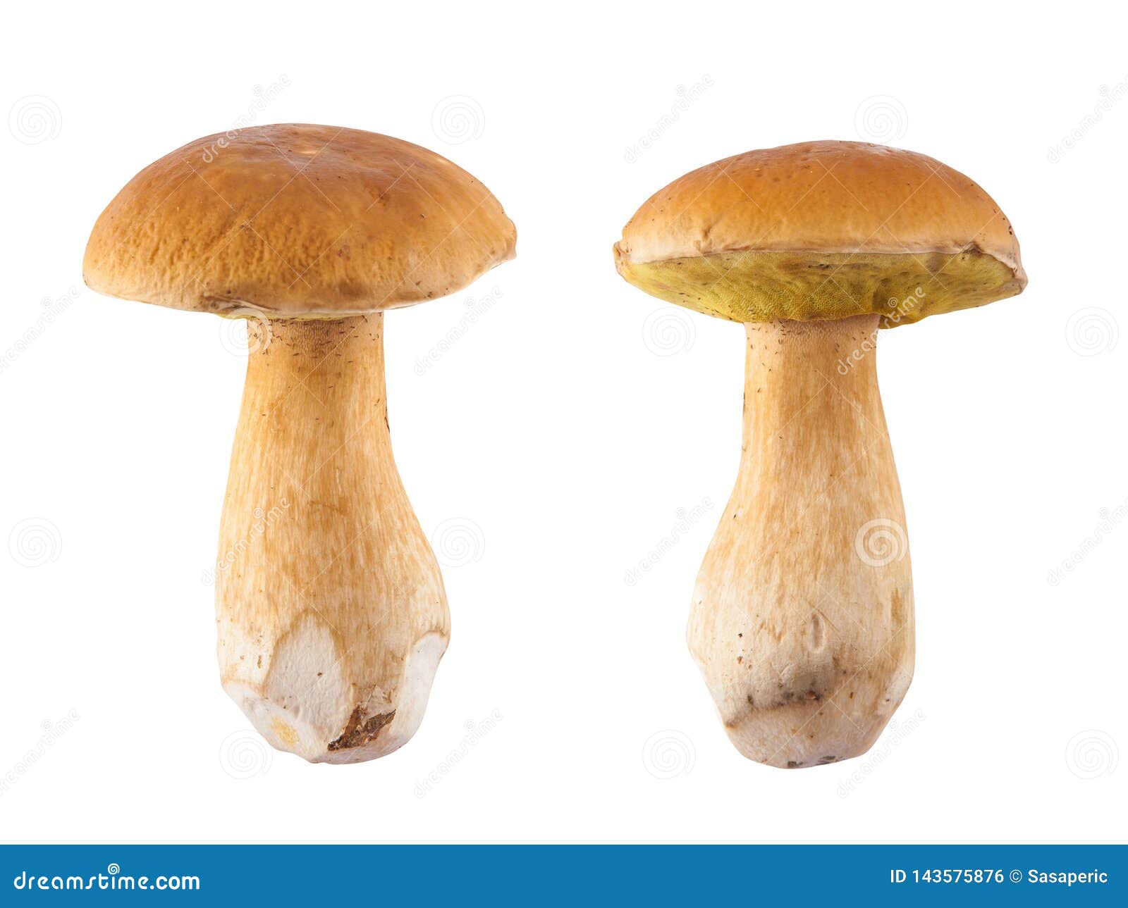 Hongo De Seta Comestible Aislado En Blanco, Tiro Del Estudio Foto de ...