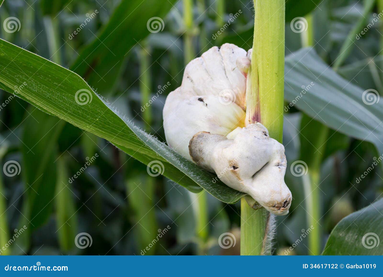 Hongo del maíz foto de archivo. Imagen de setas, cubo - 34617122