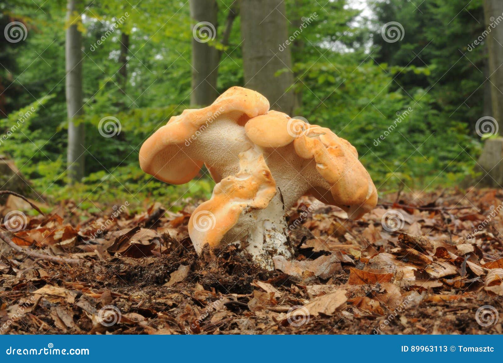 Hongo Del Repandum Del Hydnum Imagen de archivo - Imagen de crezca ...