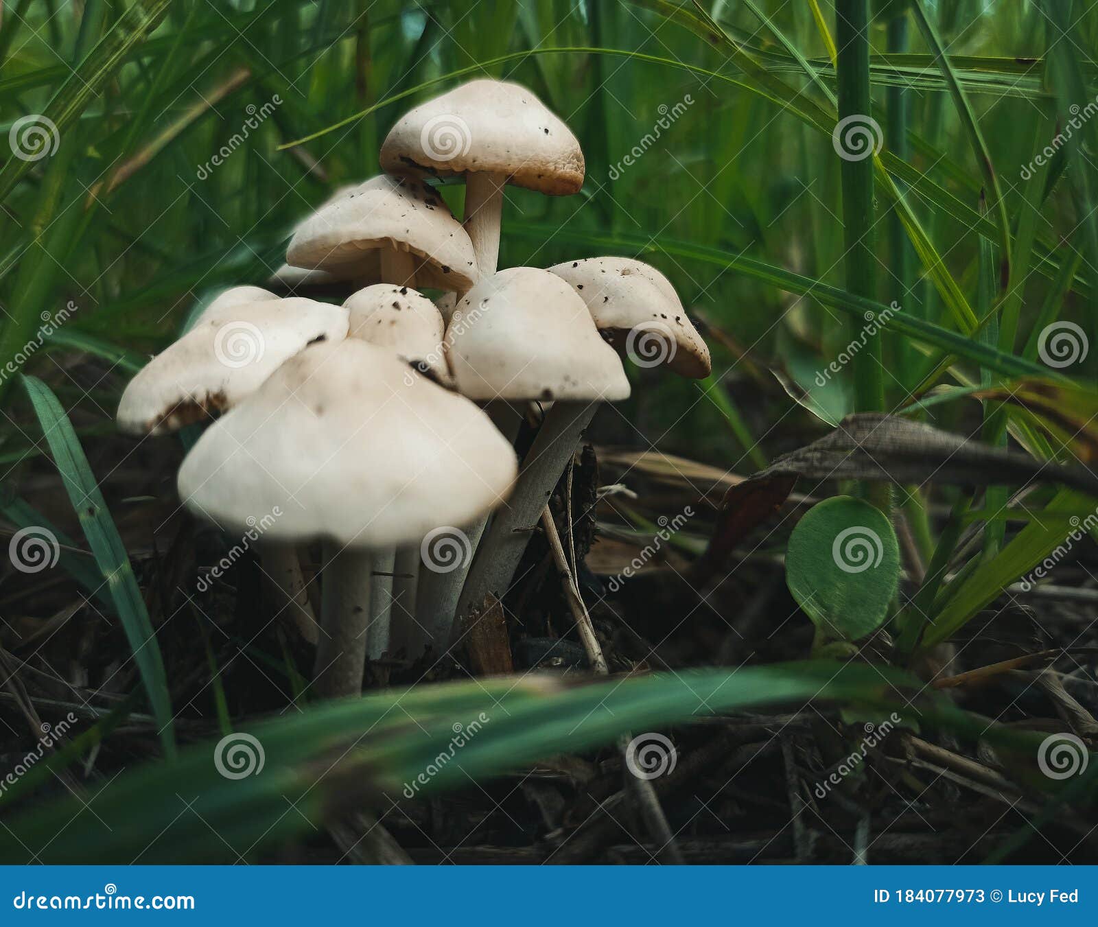 Hongo en verde imagen de archivo. Imagen de seta, verde - 184077973