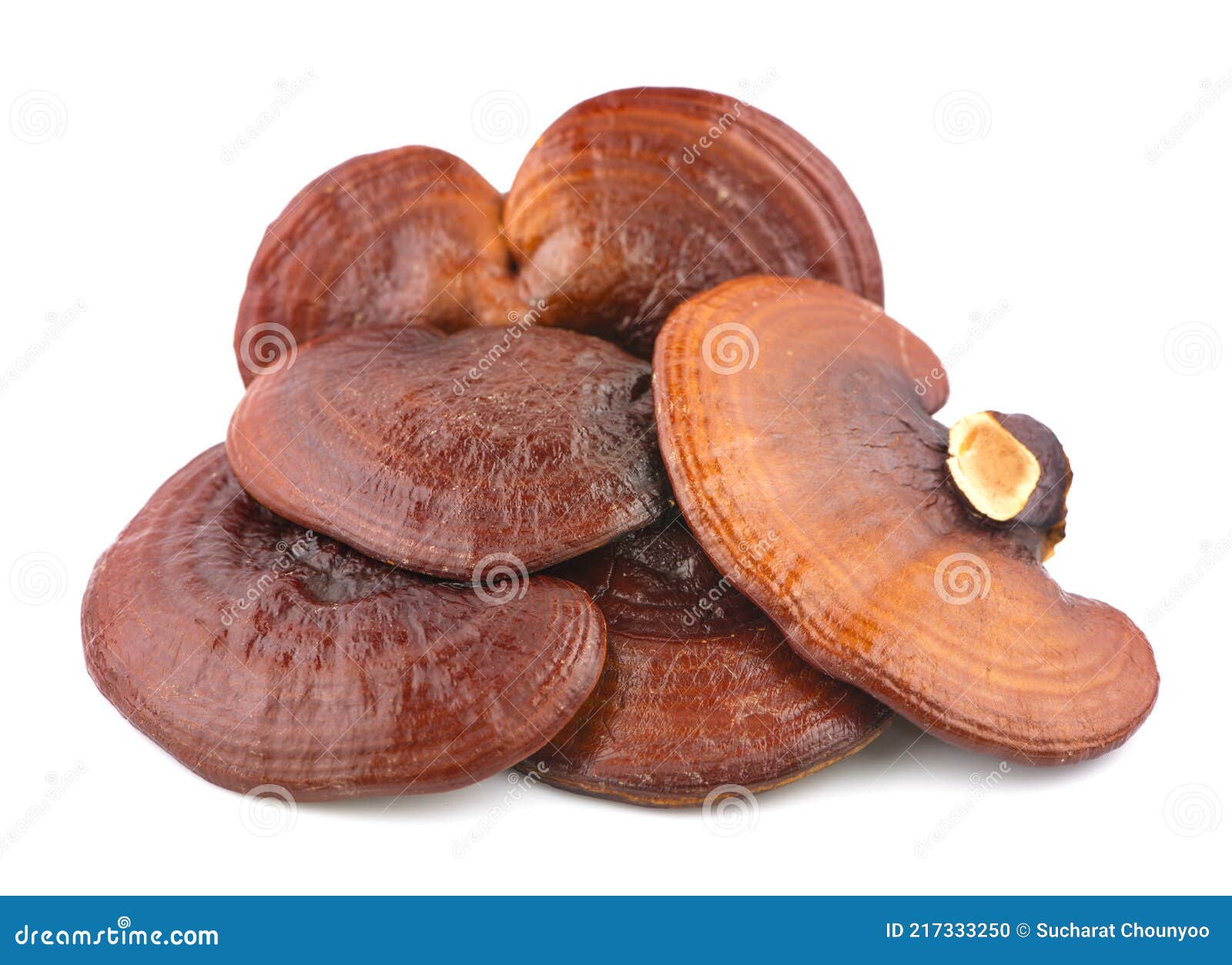 Hongo Ganoderma Lucidum Aislado Sobre Fondo Blanco Foto de archivo ...