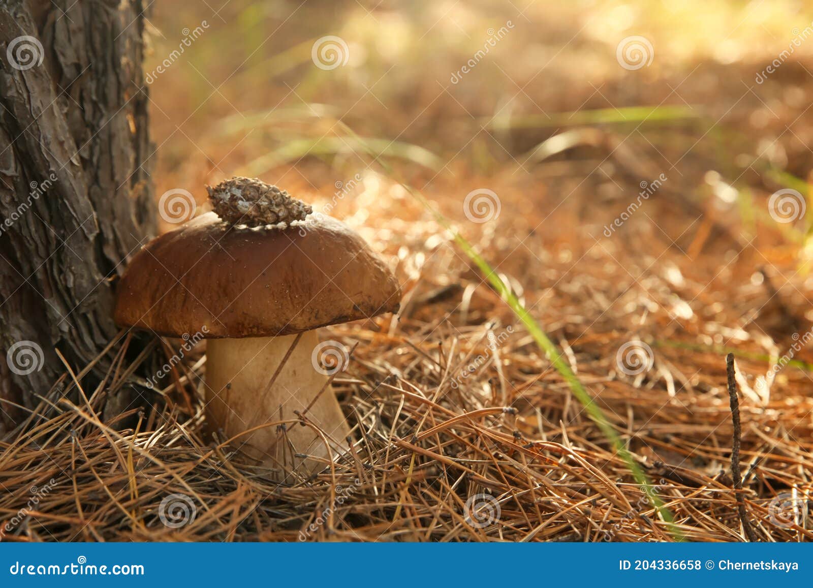 Hongo Grande Con El Cono En Primer Forestal Foto de archivo - Imagen de ...