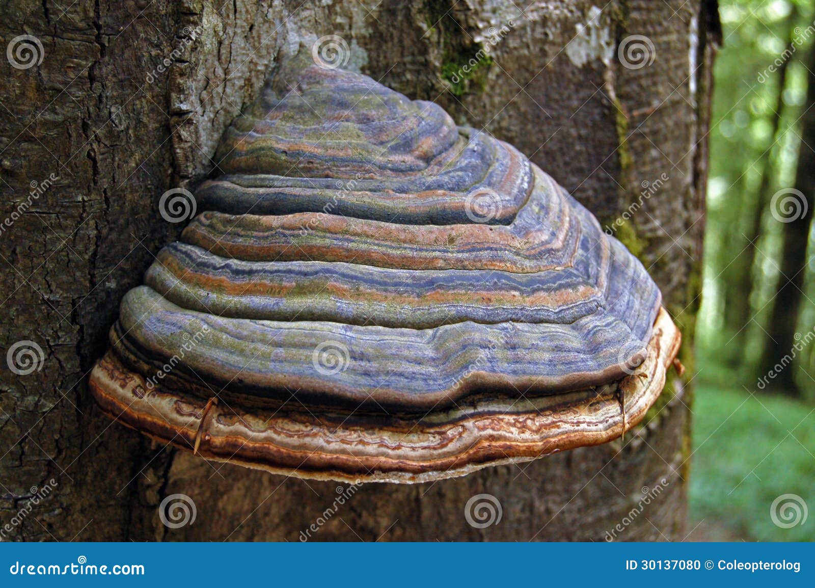Hongo grande de la madera foto de archivo. Imagen de madera - 30137080