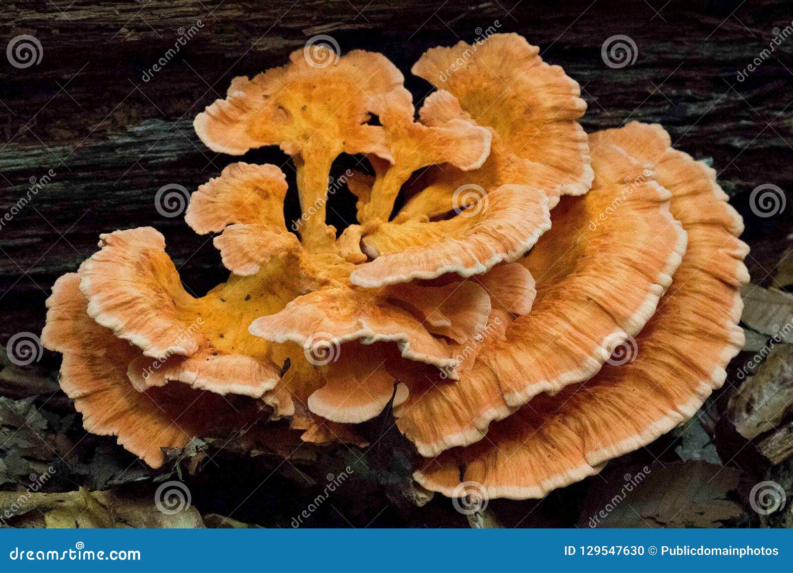 Hongo, Hen Of The Wood, Seta Comestible, Seta Imagen. Imagen: 129547630