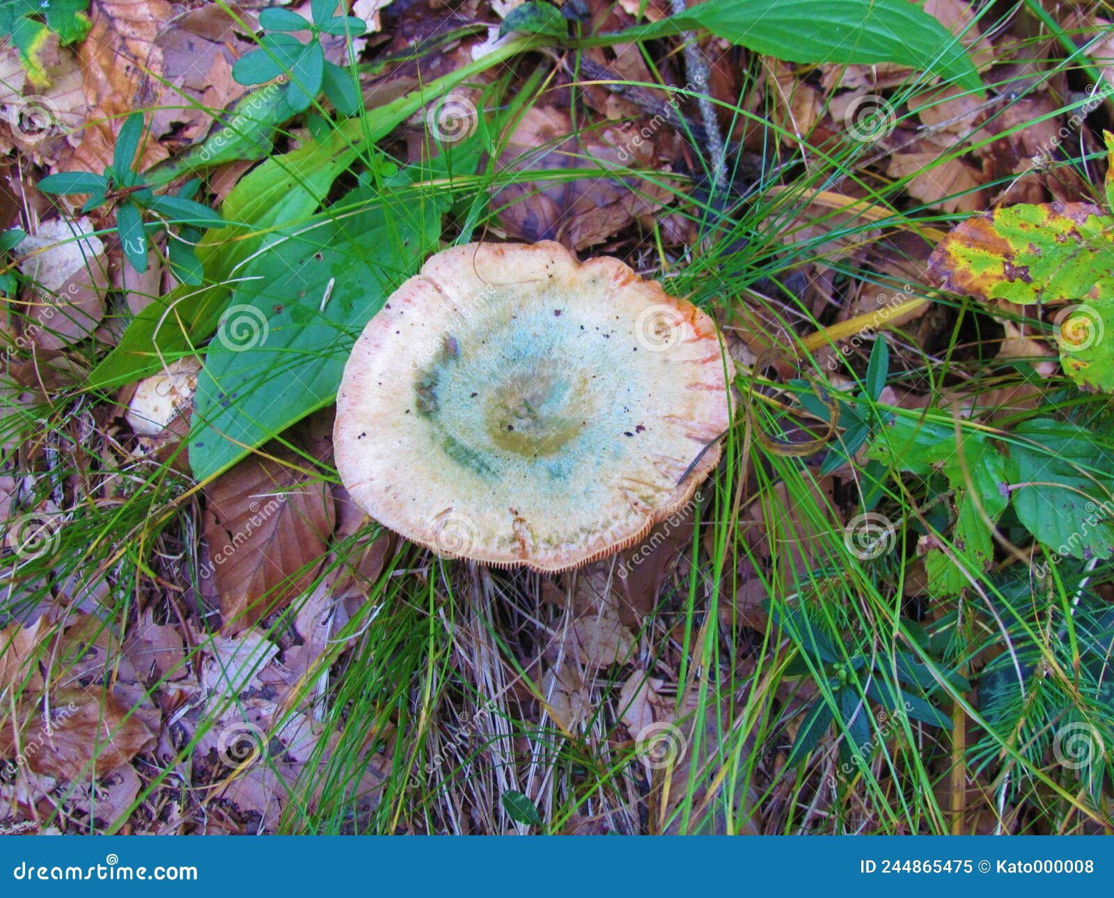 Hongo imagen de archivo. Imagen de verde, coloreado - 244865475
