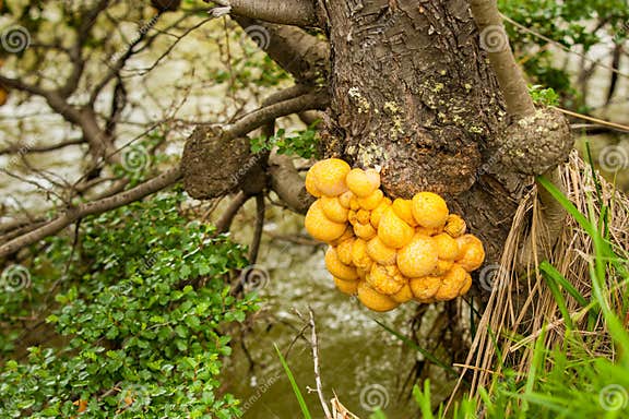 Hongo indio del pan imagen de archivo. Imagen de esferas - 36351937