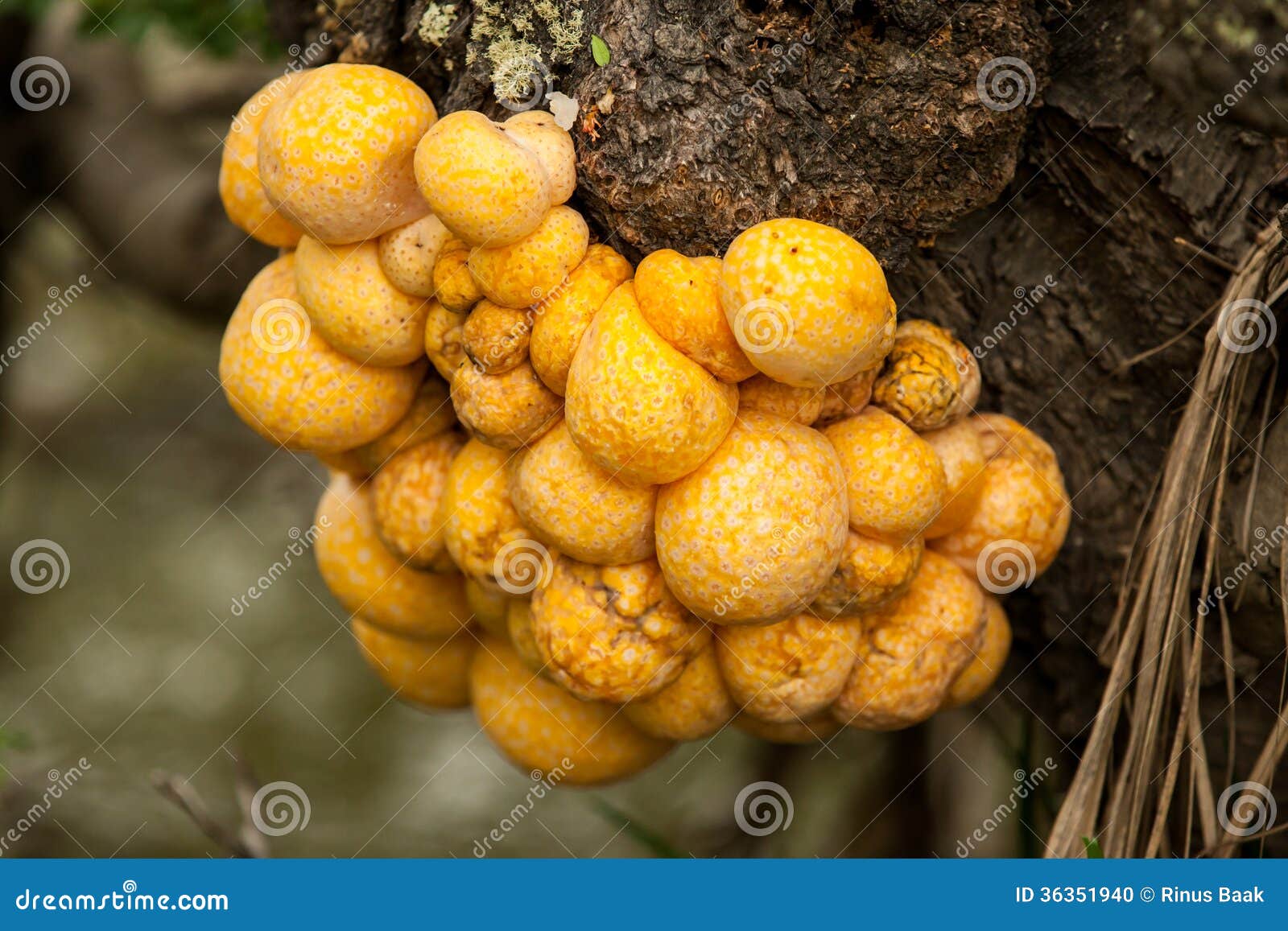 Hongo indio del pan foto de archivo. Imagen de meridional - 36351940