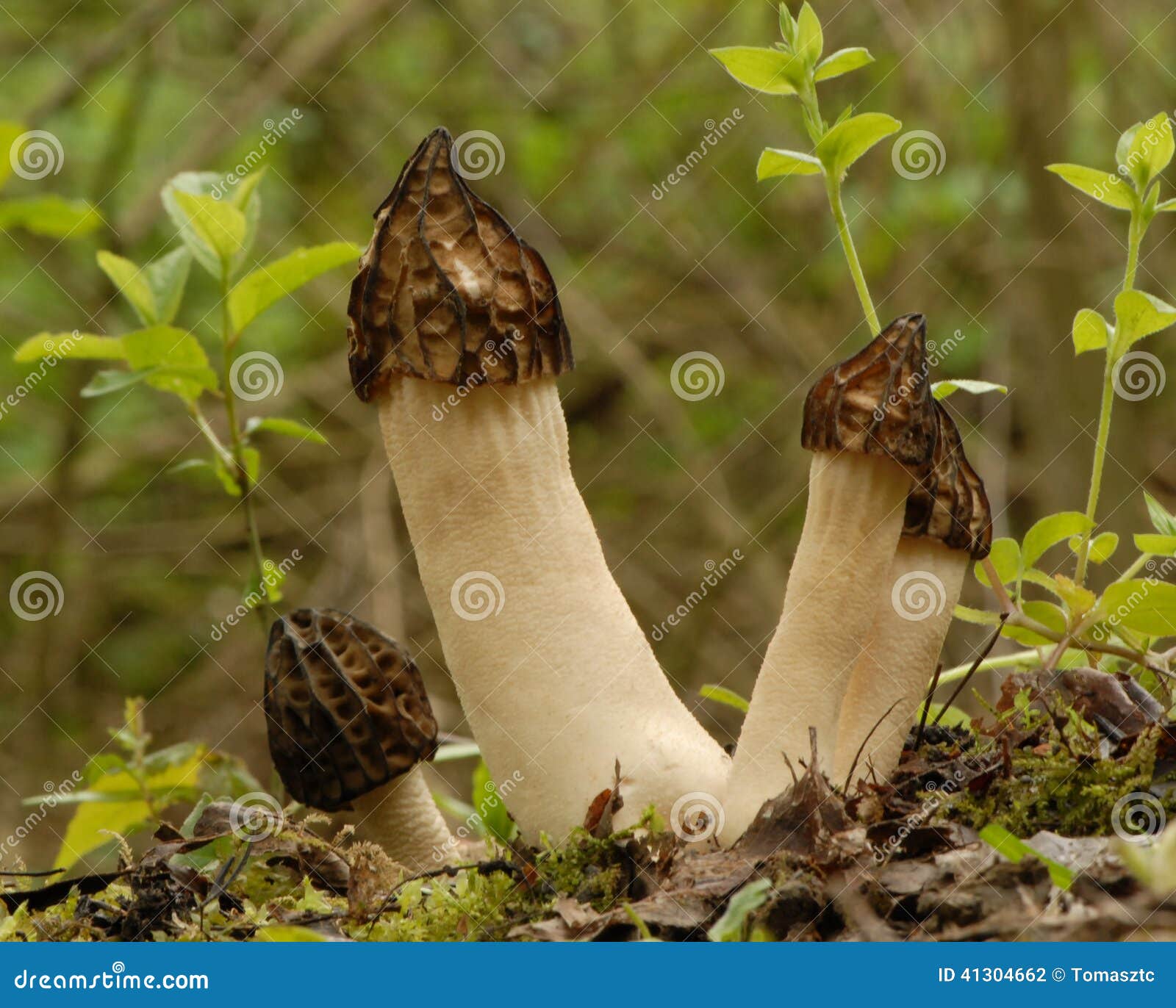 Hongo Mitad-libre De La Morilla (semilibera De Mitrophora) Foto de ...