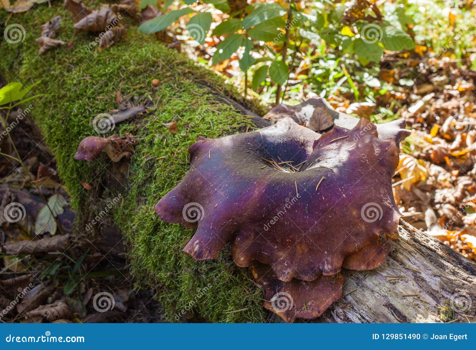 Hongo Negro-con Base Del Polypore Que Crece En Registro Foto de archivo ...