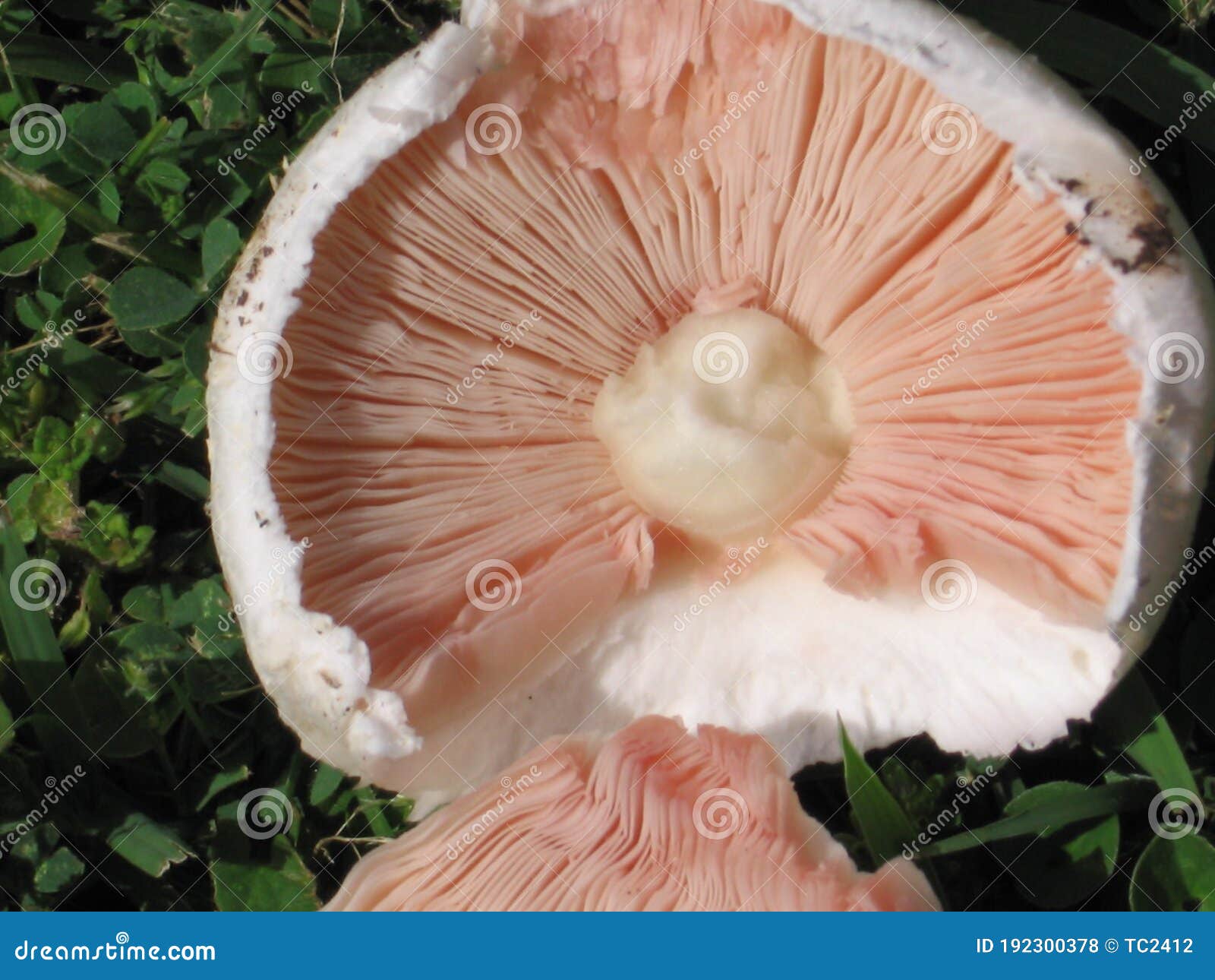 Hongo rosa foto de archivo. Imagen de blanco, cierre - 192300378