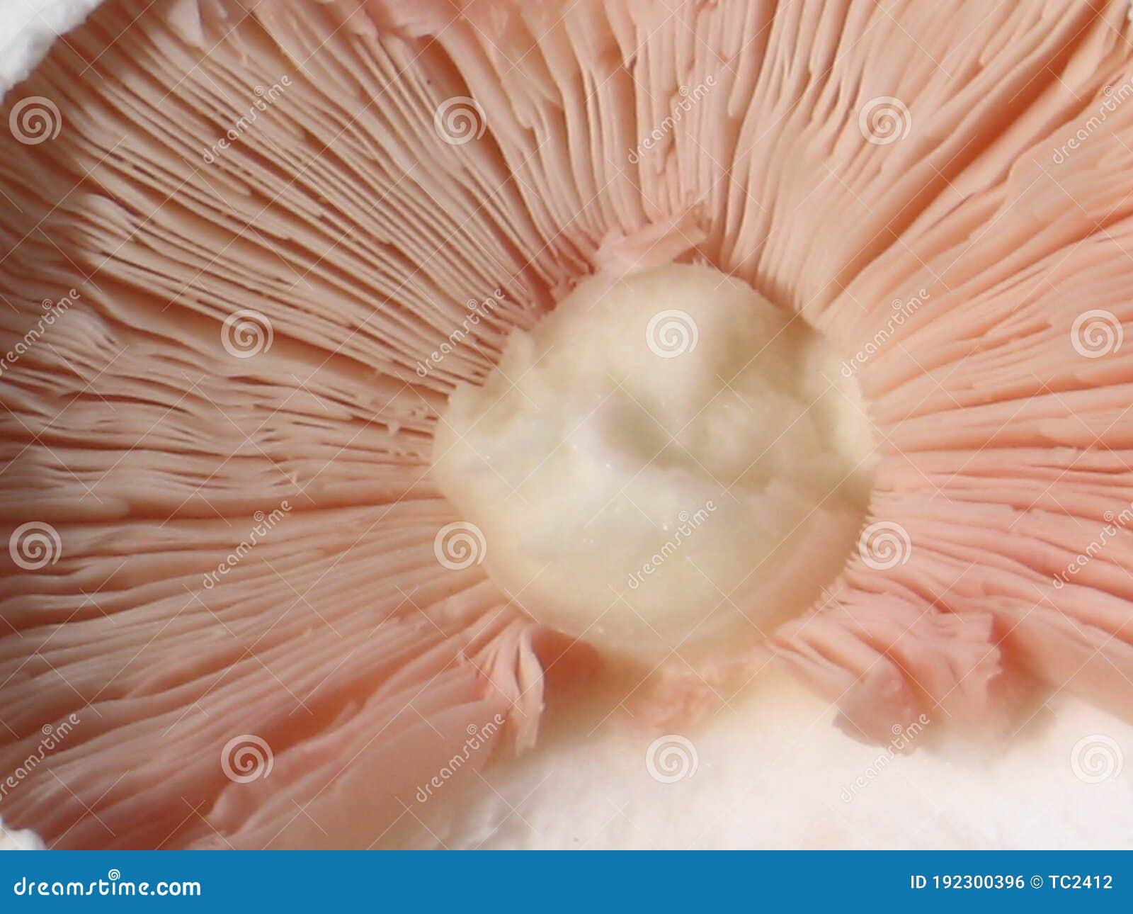 Hongo rosa foto de archivo. Imagen de cubo, detalle - 192300396