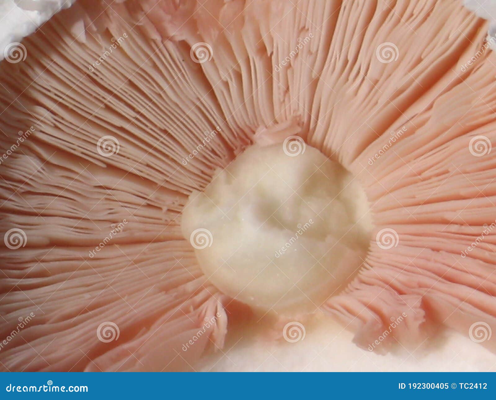 Hongo rosa imagen de archivo. Imagen de seta, primer - 192300405