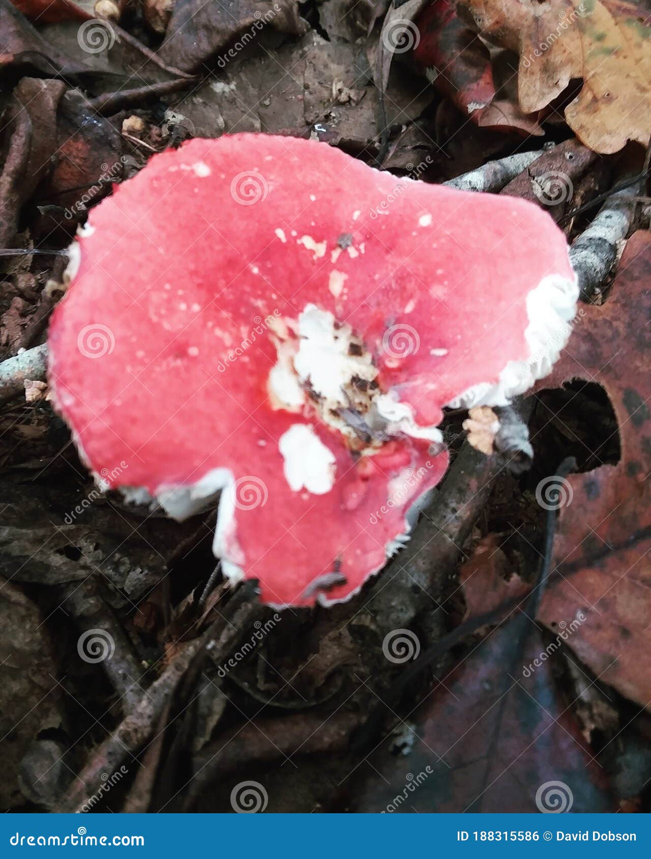 Hongo rosa en las hojas foto de archivo. Imagen de hojas - 188315586