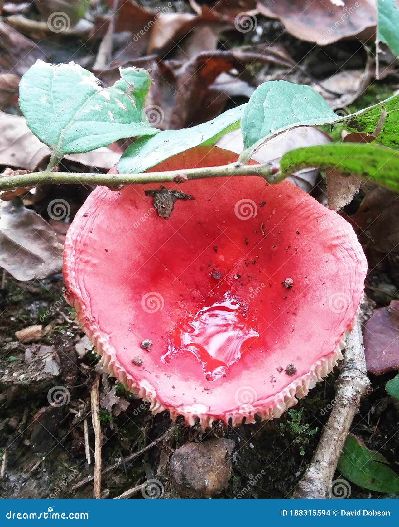 Hongo rosa en las hojas foto de archivo. Imagen de arbolado - 188315594