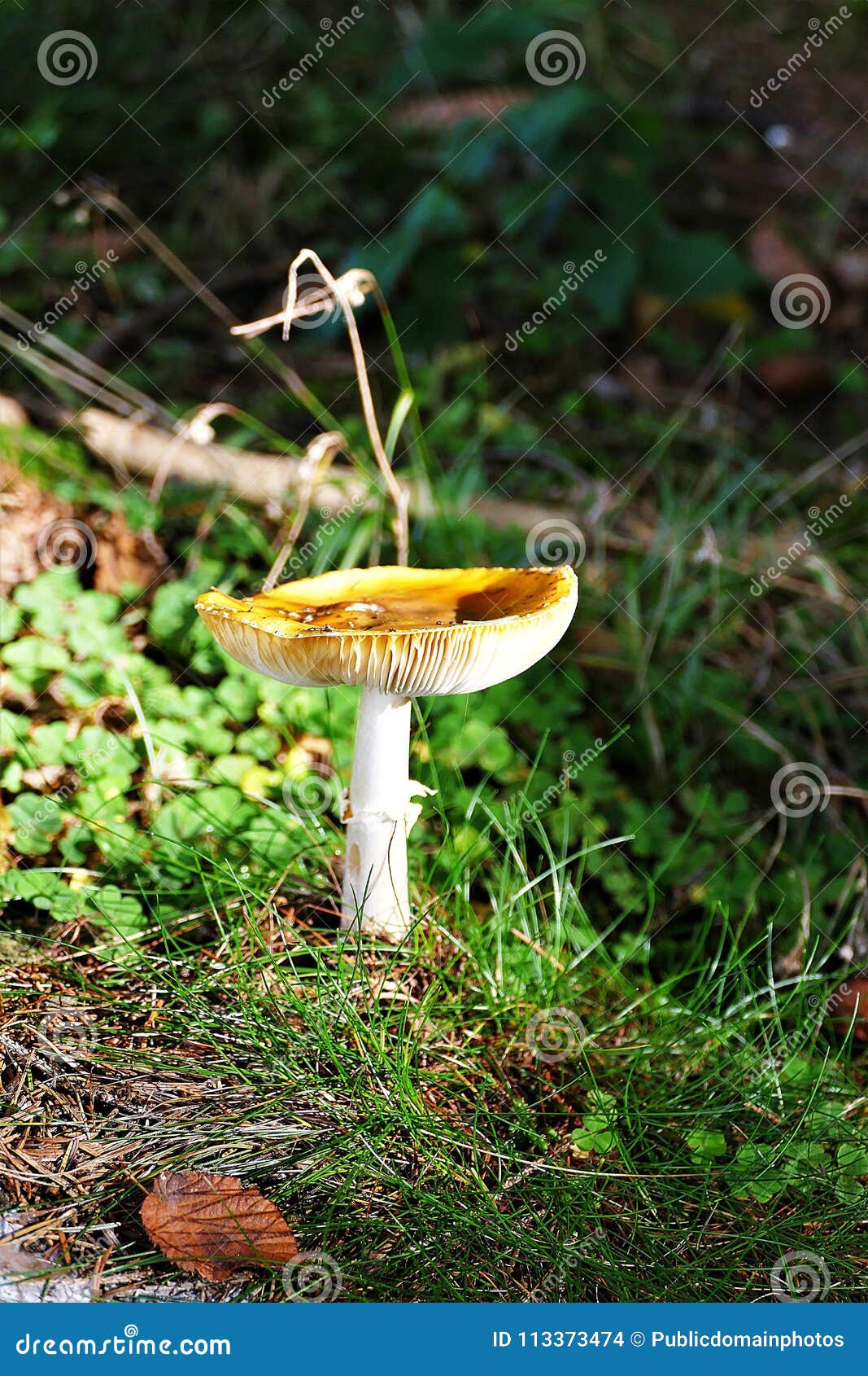 Hongo, Seta, Flora, Seta Comestible Imagen. Imagen: 113373474