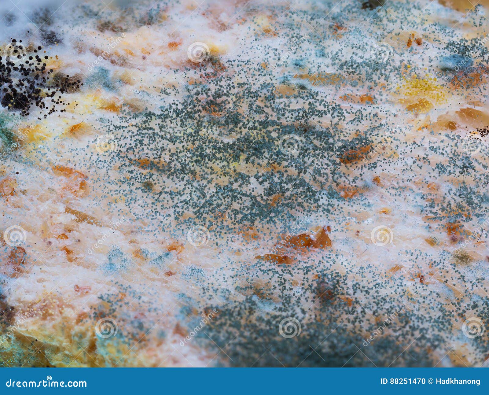 Hongo Y Molde En El Pan Cortado Foto de archivo - Imagen de malo, moho ...