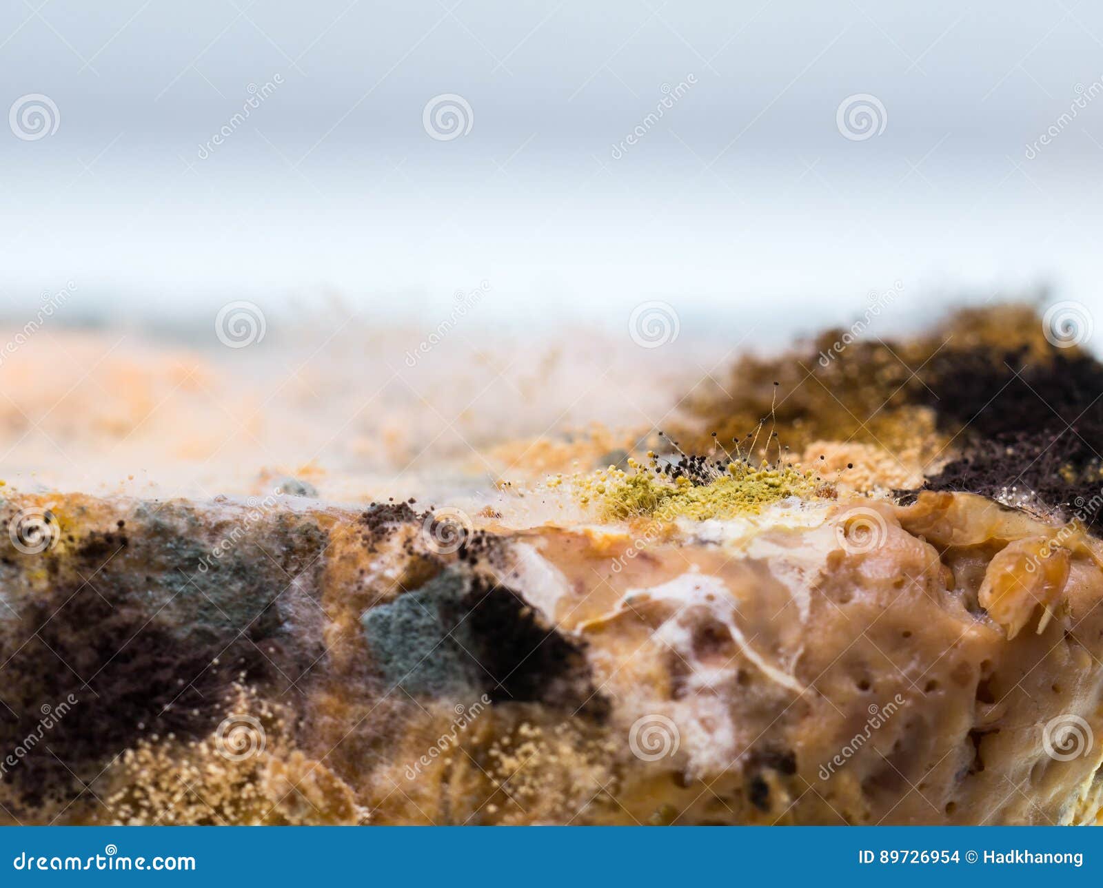 Hongo Y Molde En El Pan Cortado Foto de archivo - Imagen de macro ...