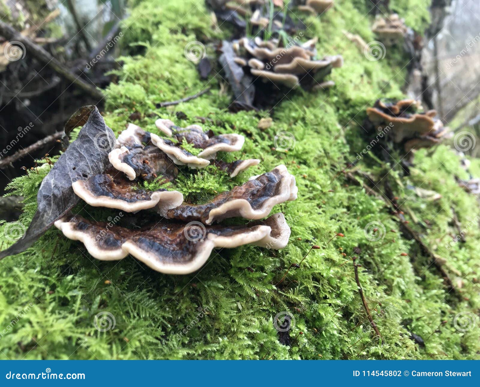 Hongos foto de archivo. Imagen de brillante, verde, hongos - 114545802