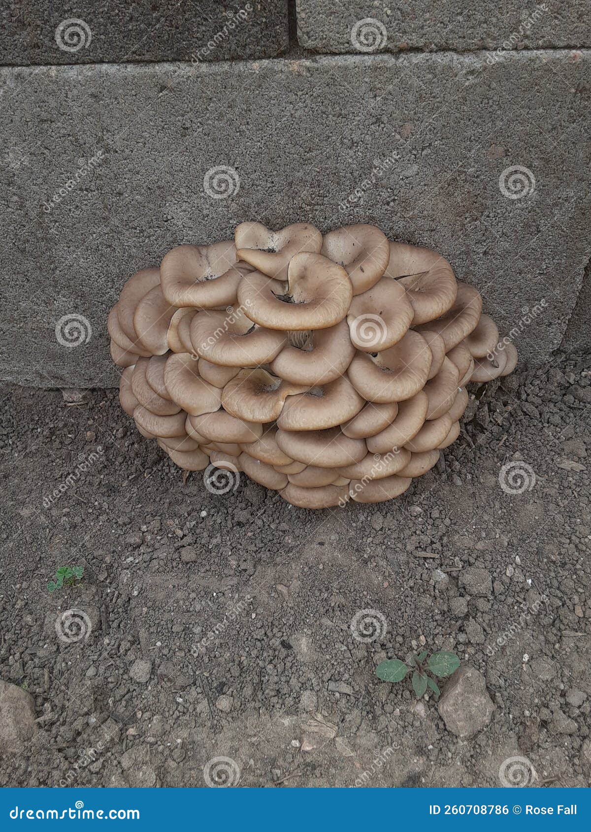 Hongos hongos foto de archivo. Imagen de fungicida, flor - 260708786