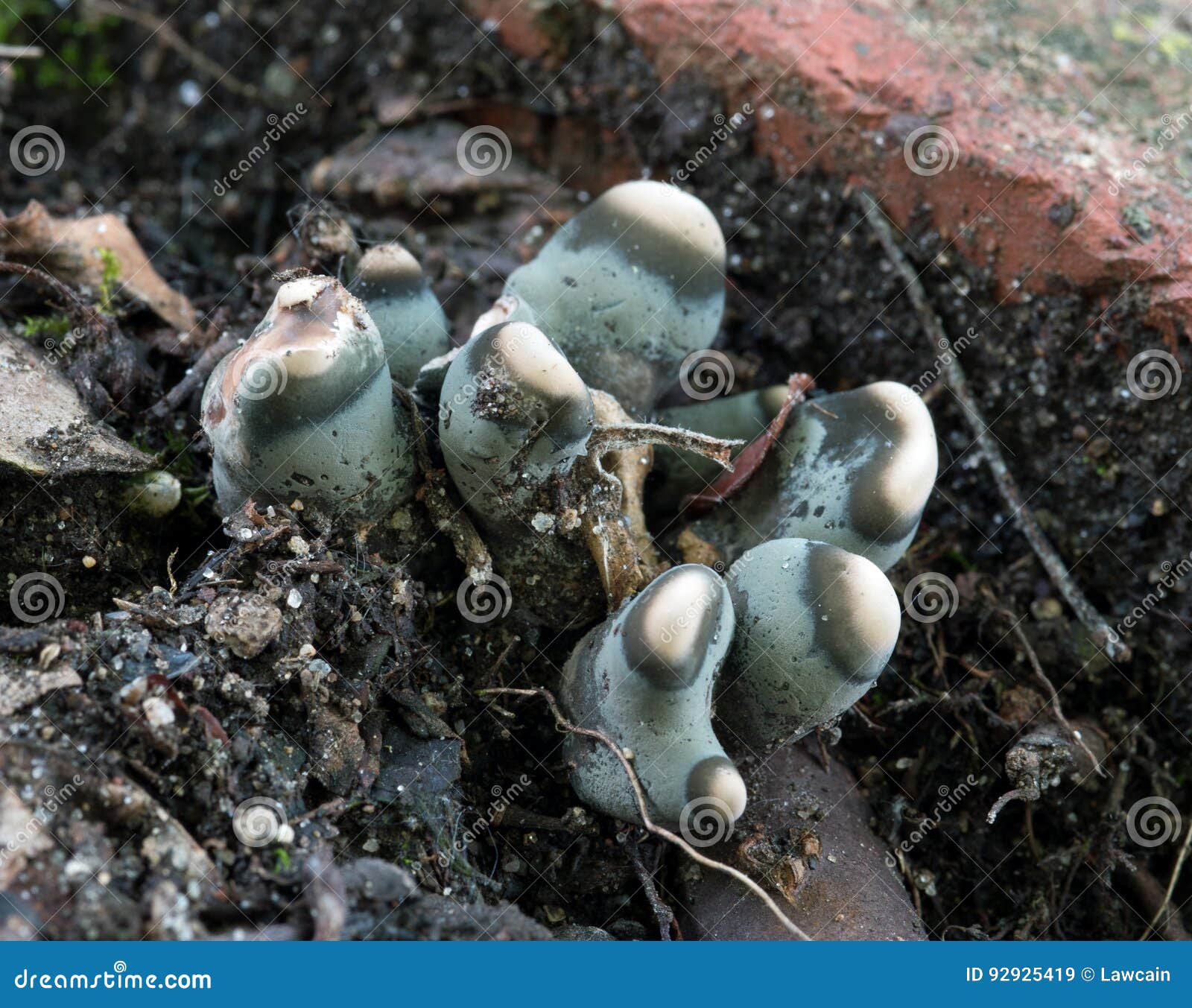 Hongos Azules Y Blancos Minúsculos Imagen de archivo - Imagen de ...