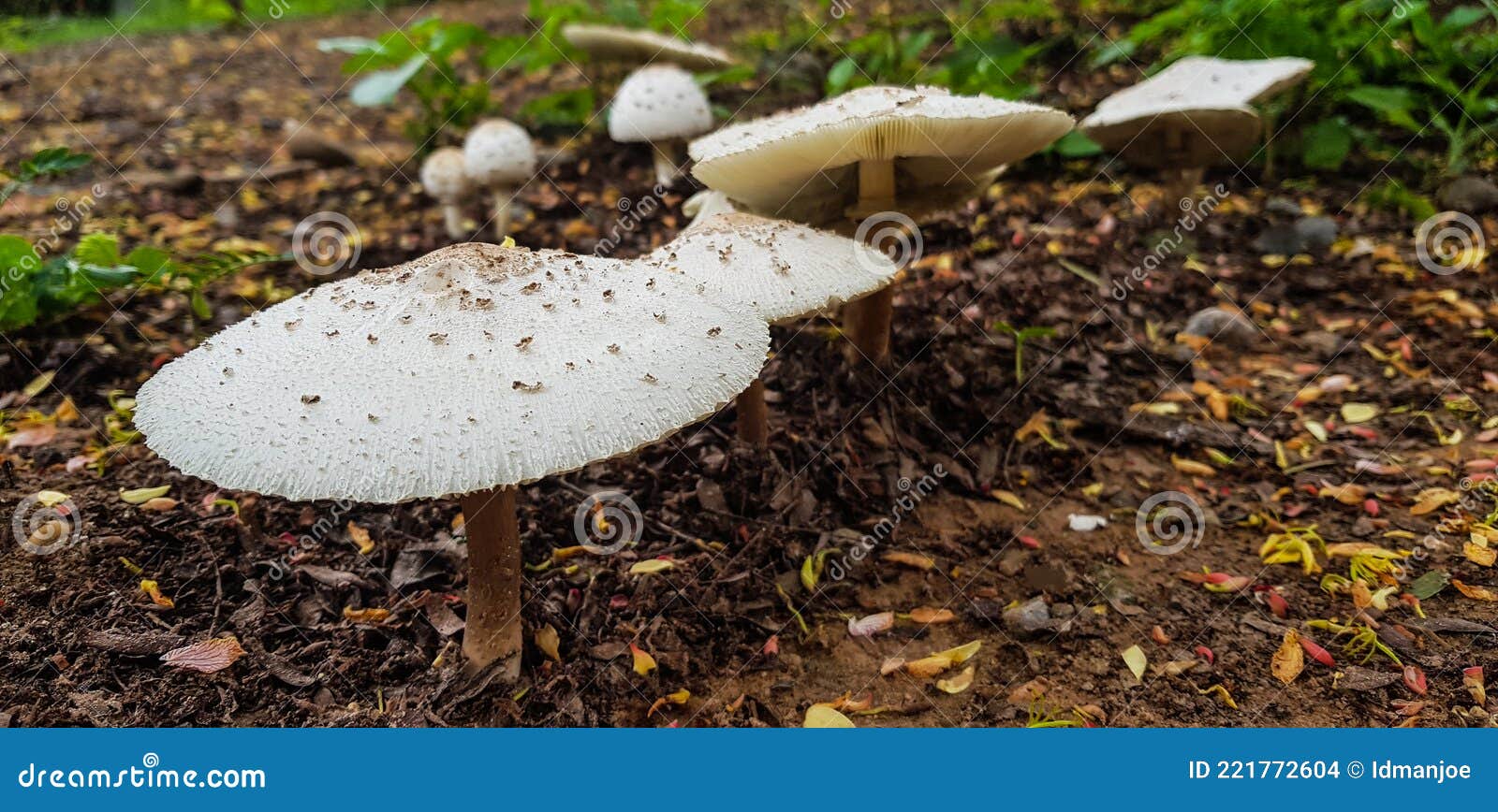 Hongos blancos foto de archivo. Imagen de parque, familia - 221772604