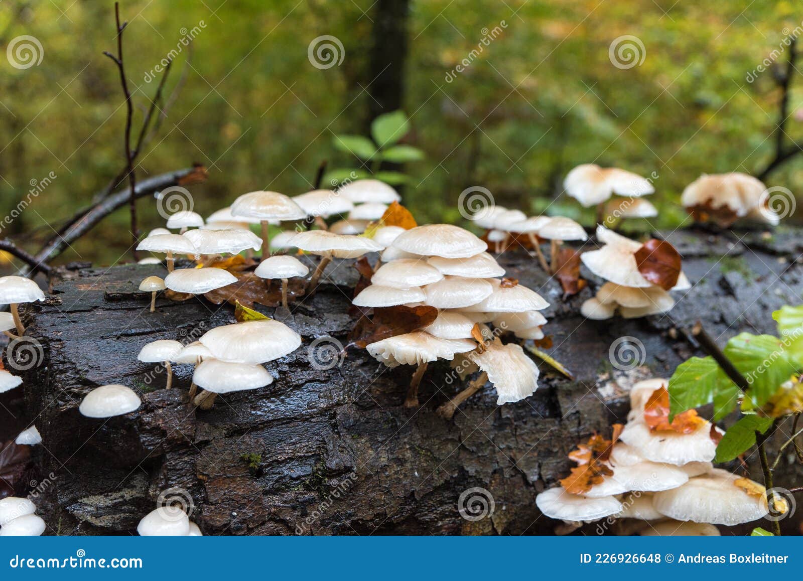 Hongos Blancos Sobre Tallo Podrido Foto de archivo - Imagen de ...