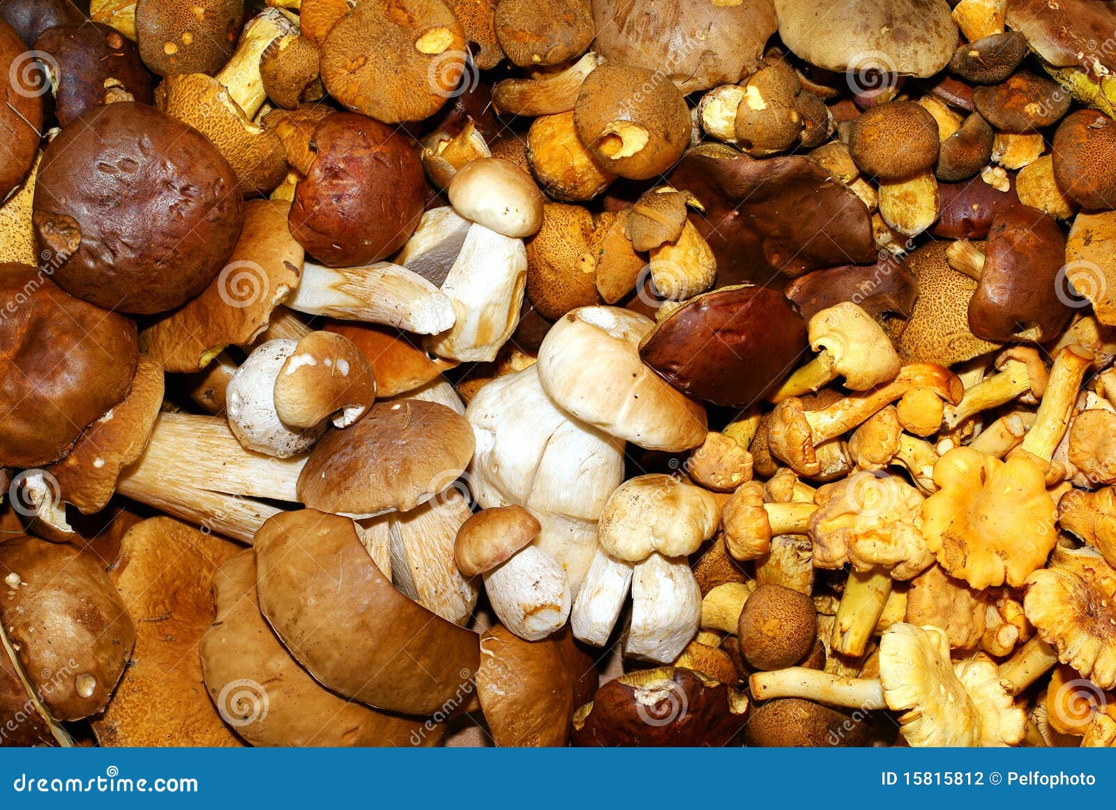 Hongos Comestibles Stock Photos - Royalty Free Pictures