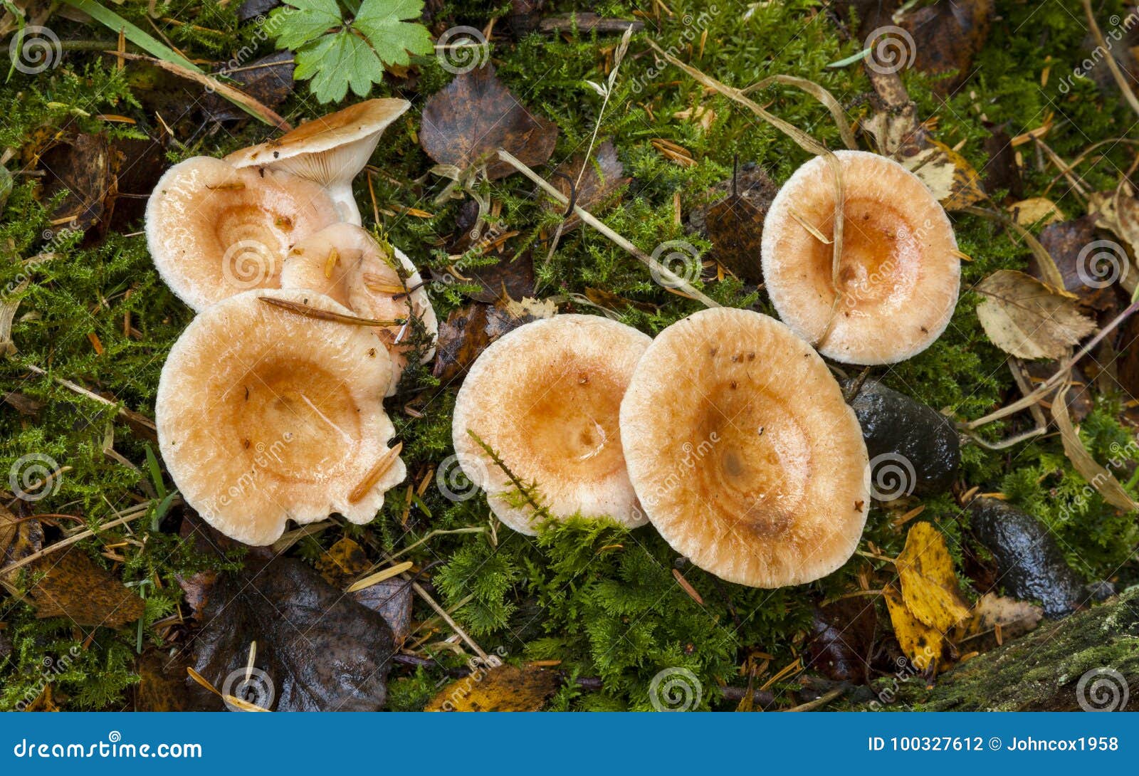 Hongos Comunes Del Embudo Del Gibba Del Clitocybe Foto de archivo ...
