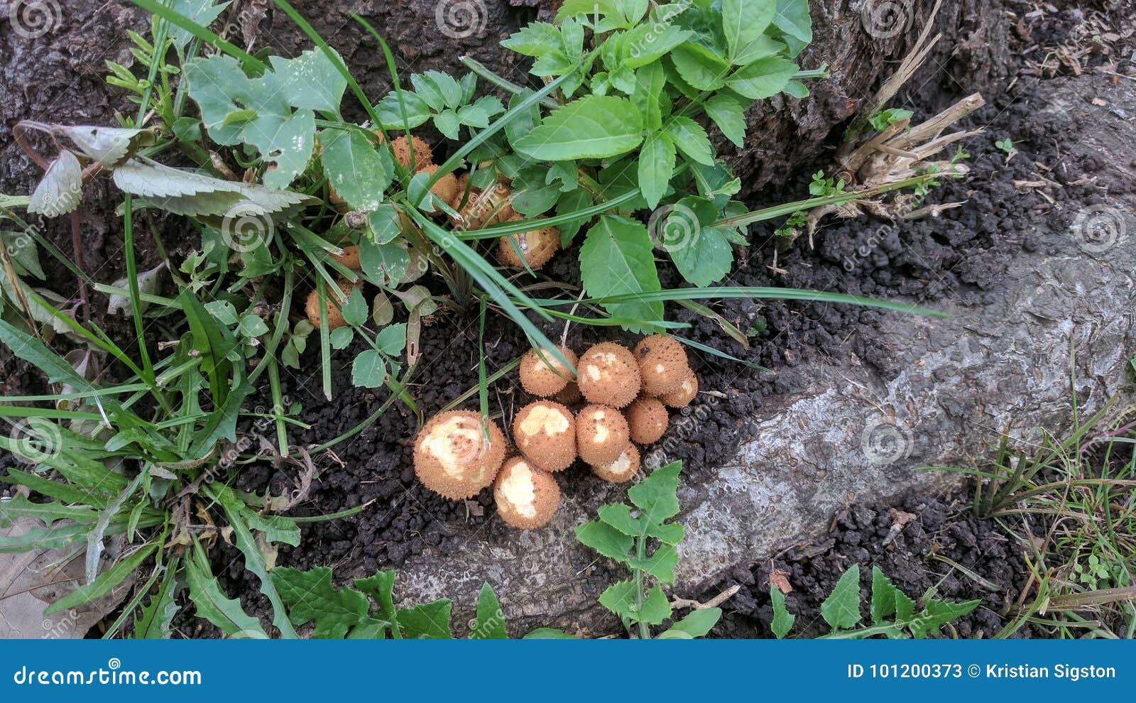 Hongos de seta imagen de archivo. Imagen de hongos, setas - 101200373