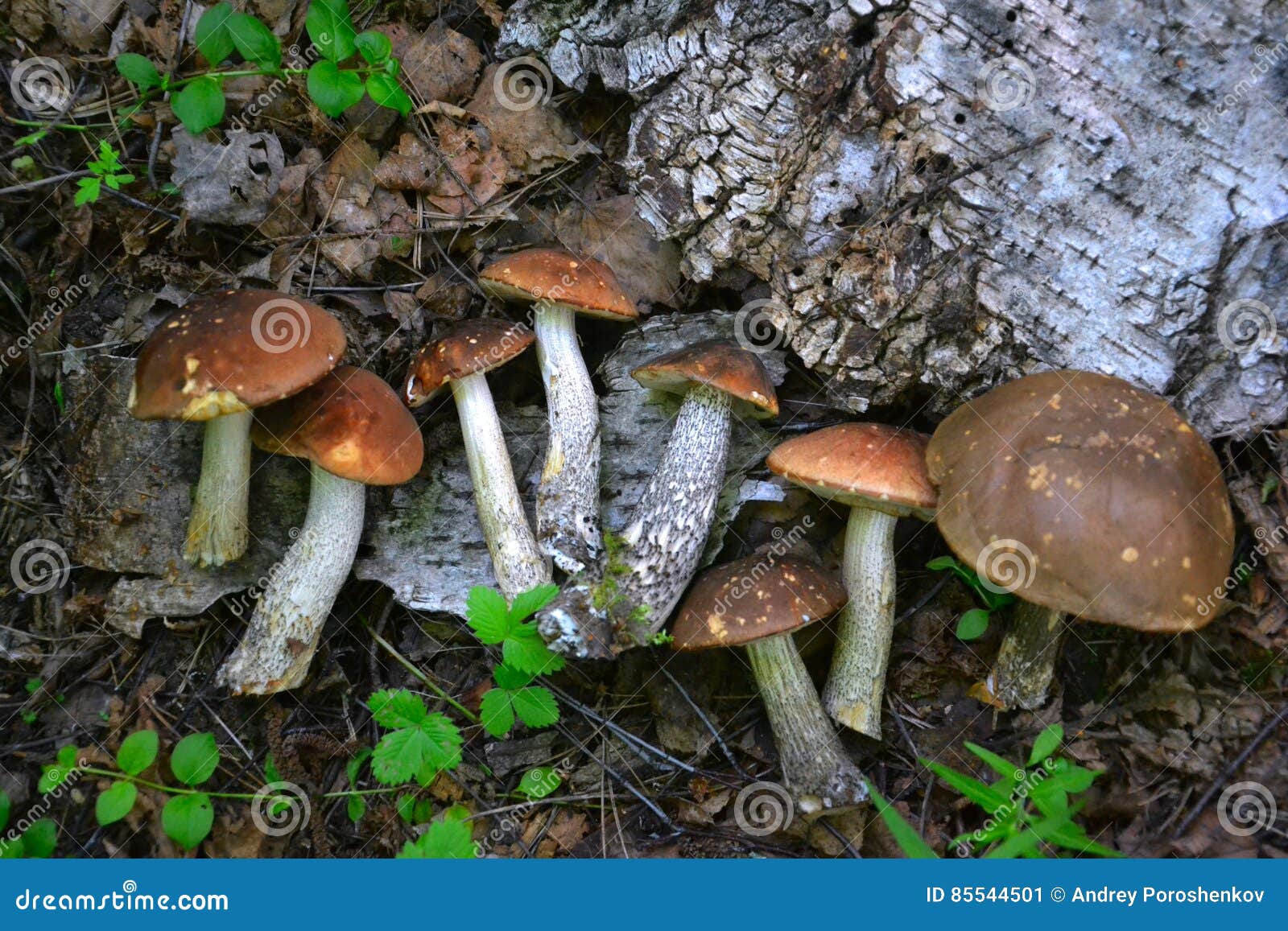 Hongos de setas imagen de archivo. Imagen de setas, resorte - 85544501