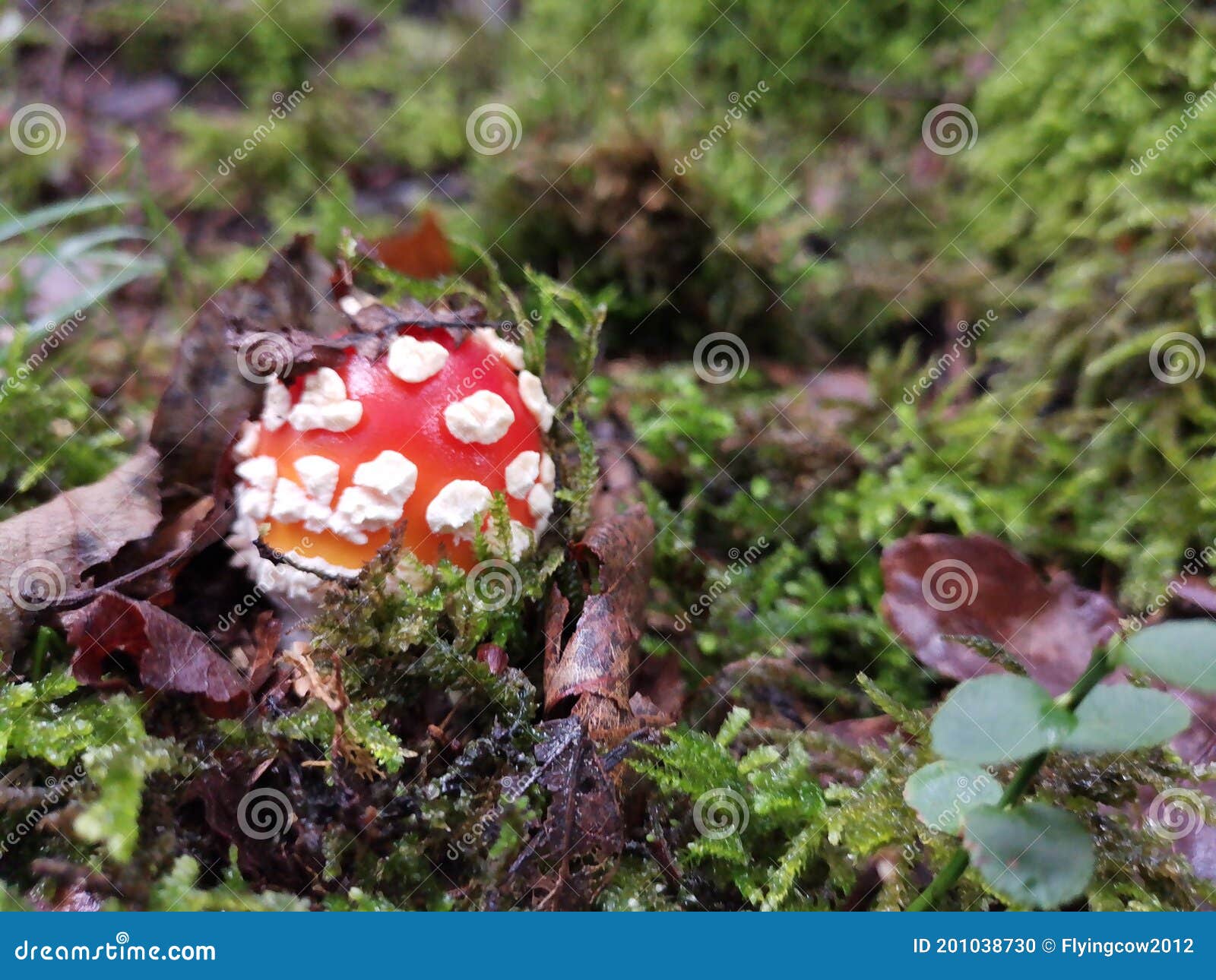 Hongos en el bosque foto de archivo. Imagen de seta - 201038730