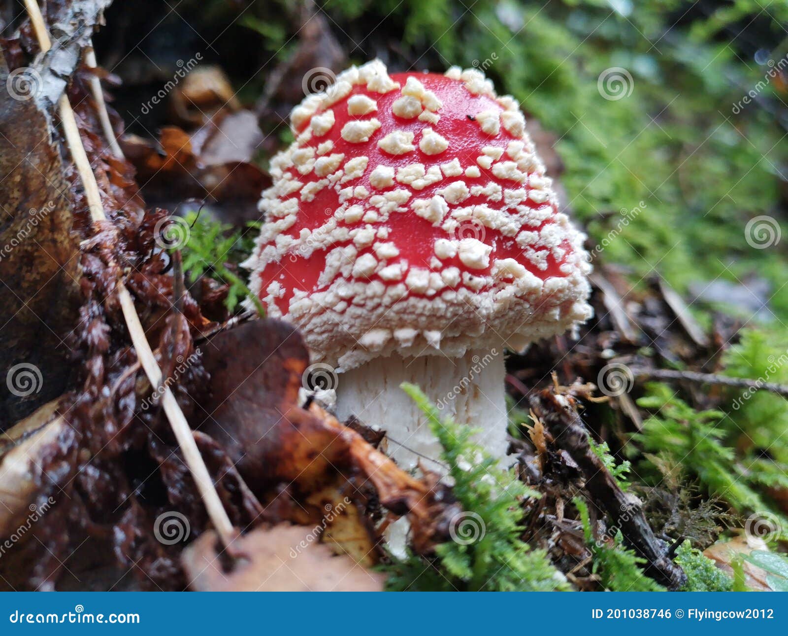 Hongos en el bosque foto de archivo. Imagen de arbolado - 201038746