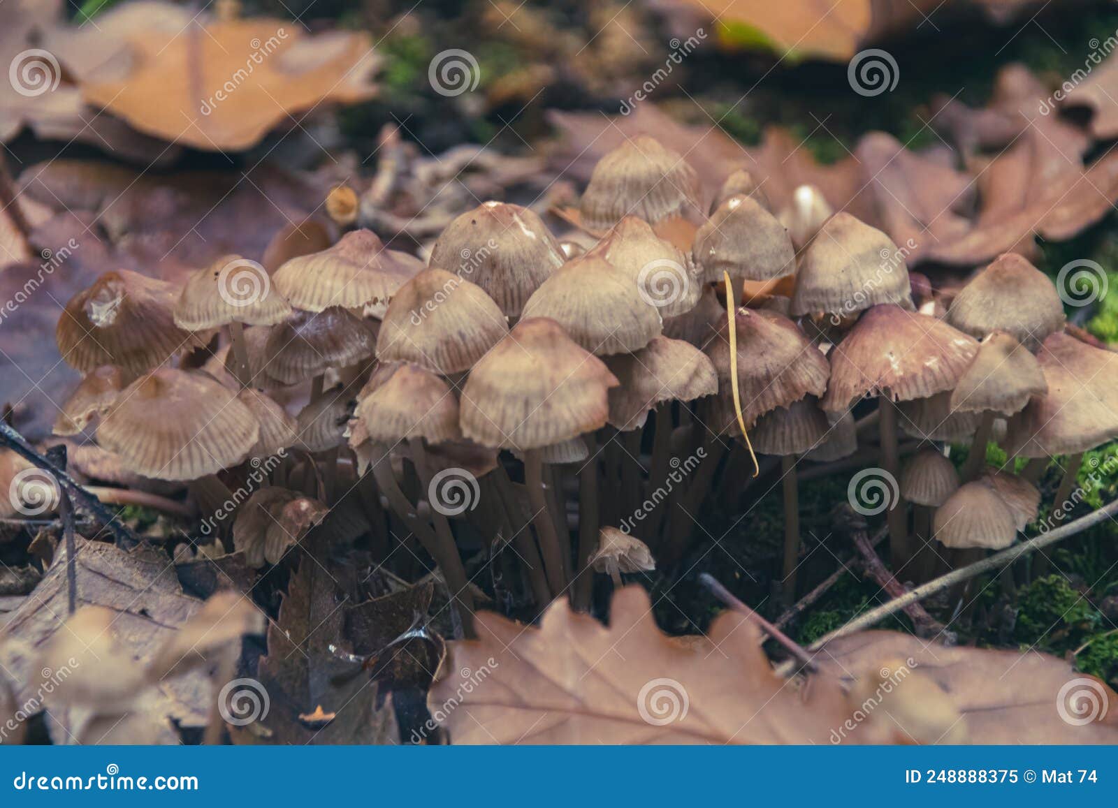 Hongos en el bosque imagen de archivo. Imagen de verde - 248888375