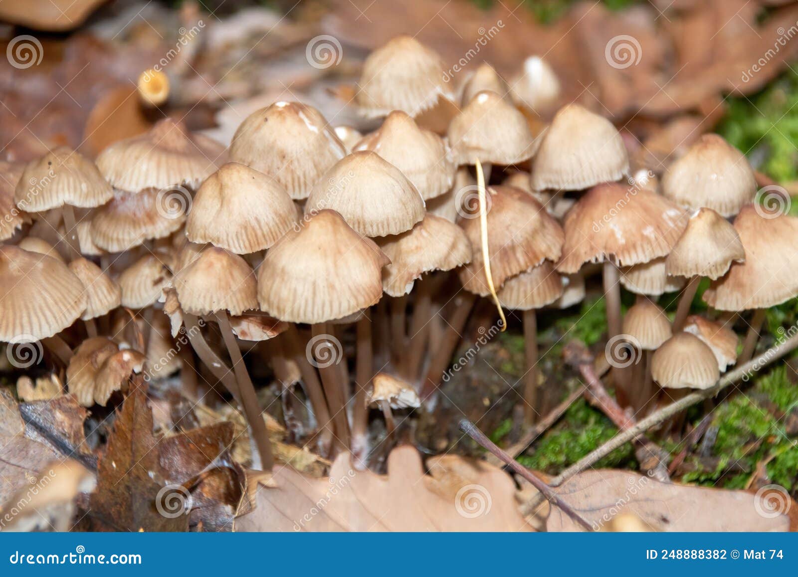 Hongos en el bosque foto de archivo. Imagen de hermoso - 248888382