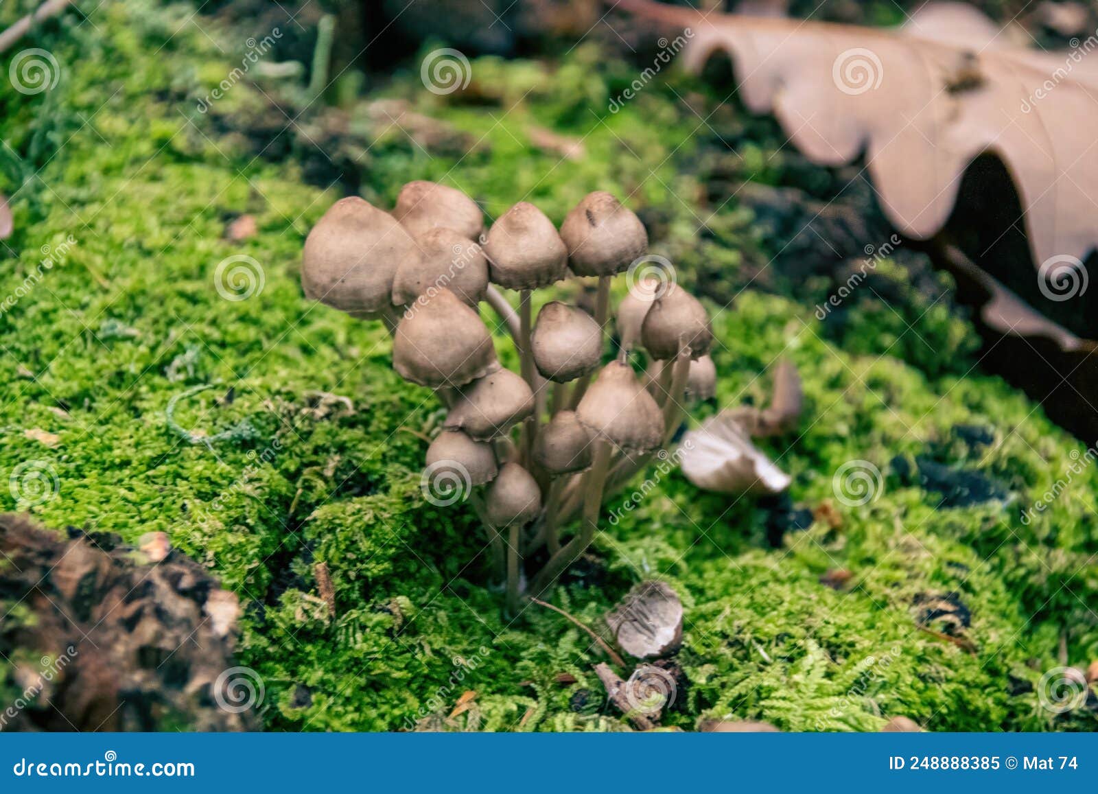 Hongos en el bosque imagen de archivo. Imagen de verano - 248888385