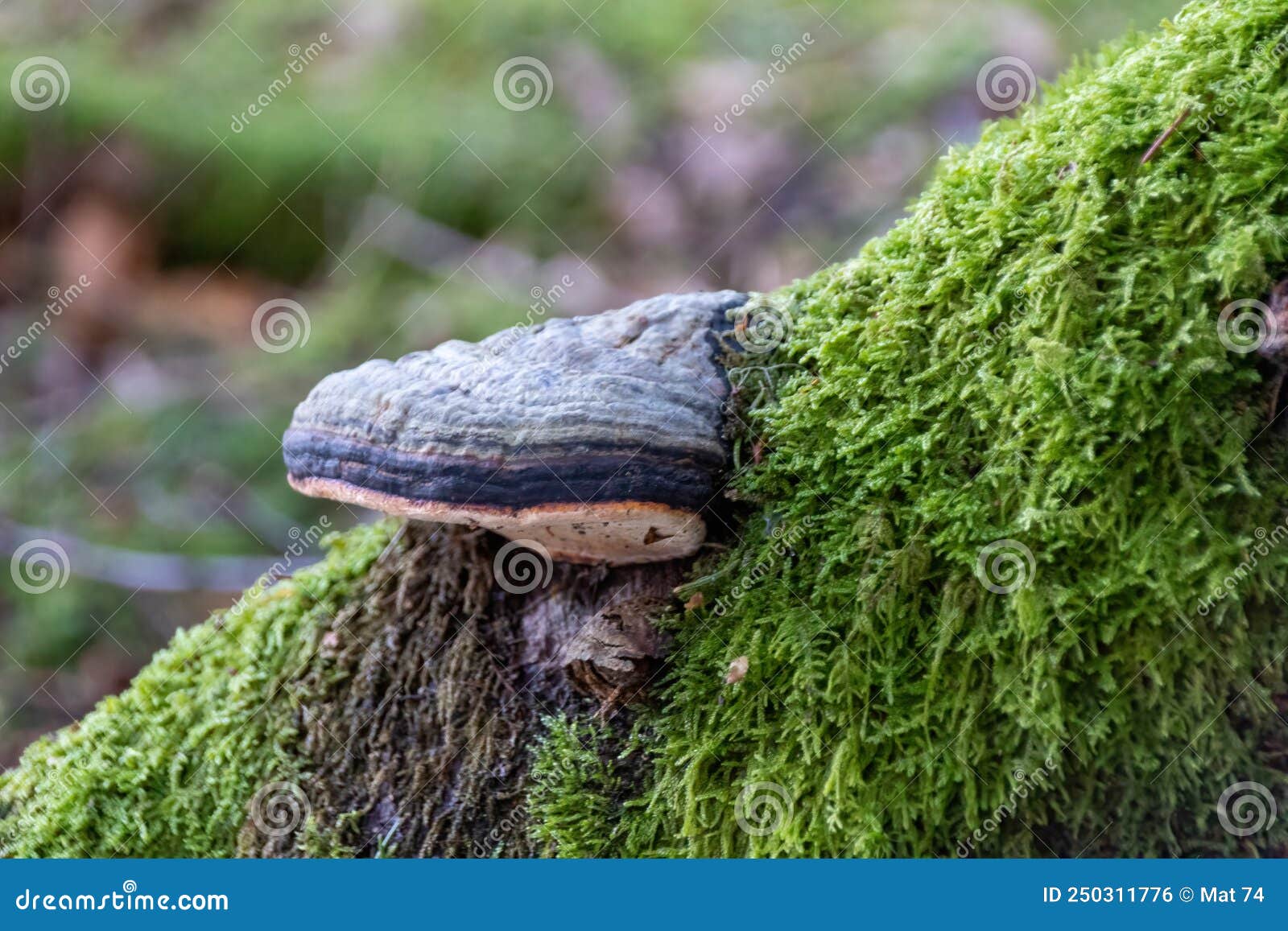 Hongos en el bosque foto de archivo. Imagen de exterior - 250311776