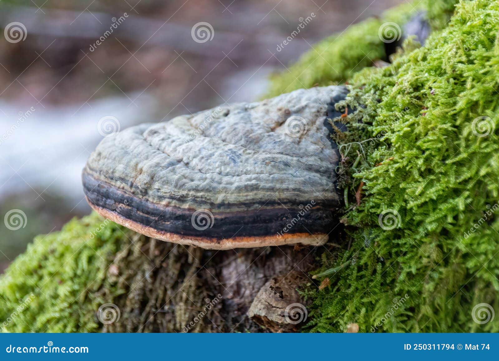 Hongos en el bosque foto de archivo. Imagen de bosque - 250311794
